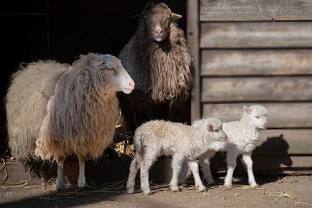 Modele de grajduri pentru animale: adecvate pentru gospodării sau ferme ...