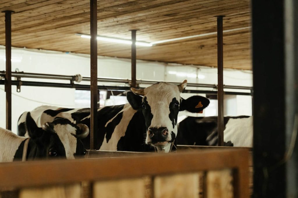 Modele de grajduri pentru animale: adecvate pentru gospodării sau ferme ...