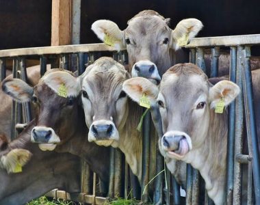 Modele de grajduri pentru animale: adecvate pentru gospodării sau ferme ...