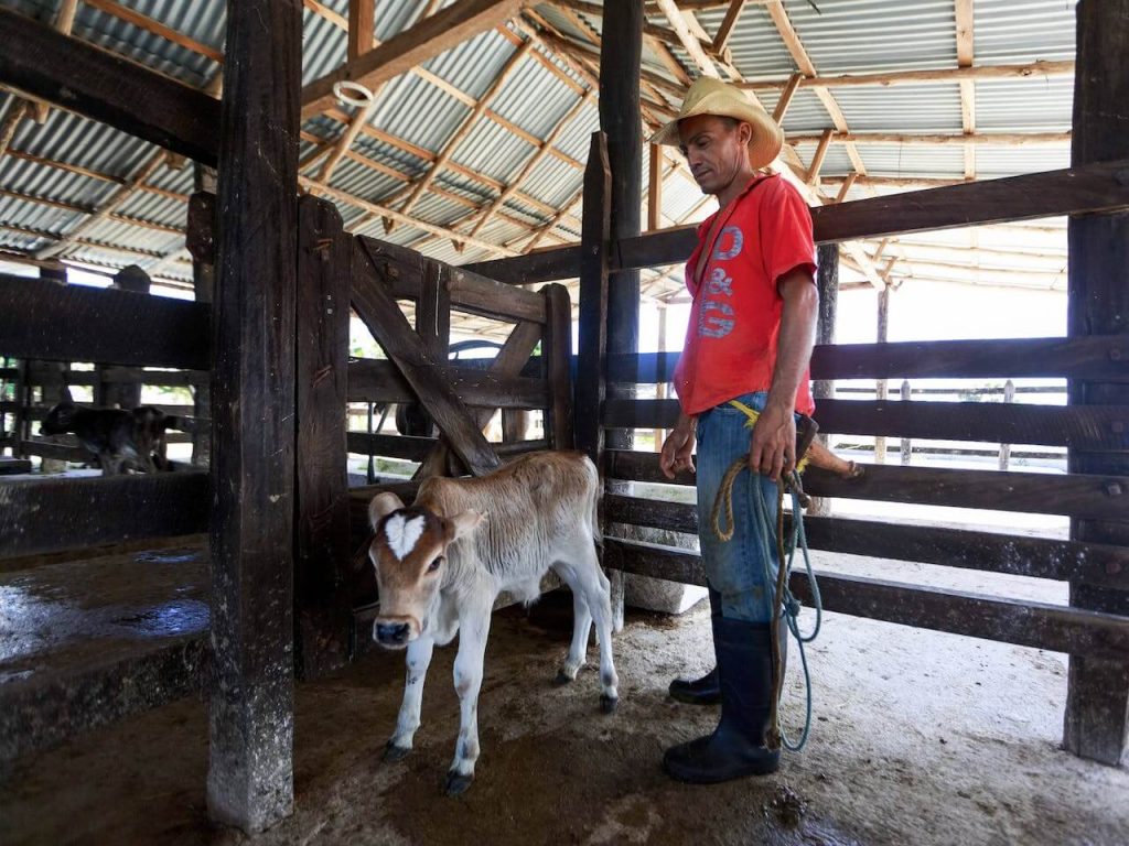 Modele de grajduri pentru animale: adecvate pentru gospodării sau ferme ...